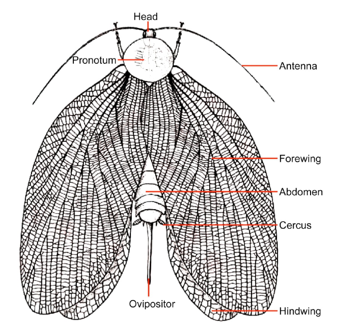 【地球演义】六足传奇7：蝗食蜩饮 - 知乎