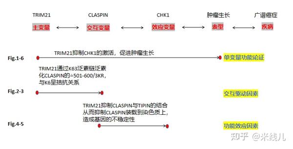 文献解析--TRIM21对肿瘤的作用机制的研究思路 - 知乎