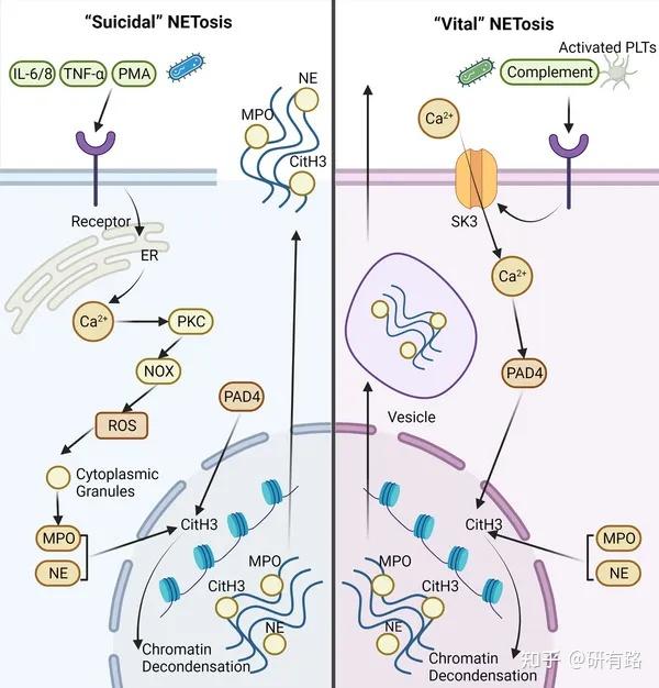 NETosis，这种涉及多种课题的中性粒细胞死亡方式，可以为大多数的临床研究上大分 - 知乎