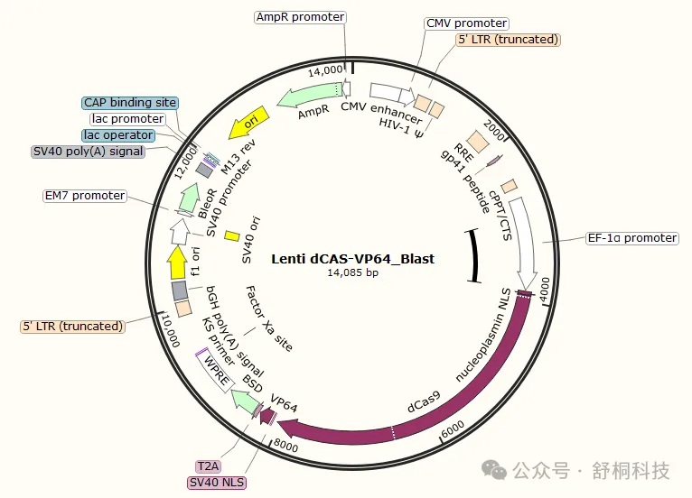 CRISPRa | CRISPR SAM：激活内源基因表达的高效便利工具 - 知乎
