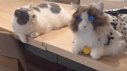 大象机器人：超萌metaCat米塔猫，硬科技也可以柔软治愈 - 知乎