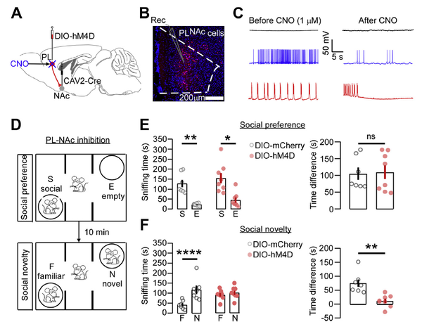 Biological Psychiatry新发现：mPFC中的一群特殊神经元参与编码社会记忆 - 知乎
