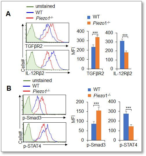 eLife︱刘光伟/毕玉晶团队发现机械力受体PIEZO1肿瘤免疫新机制：调控树突状细胞依赖性T细胞分化 - 知乎