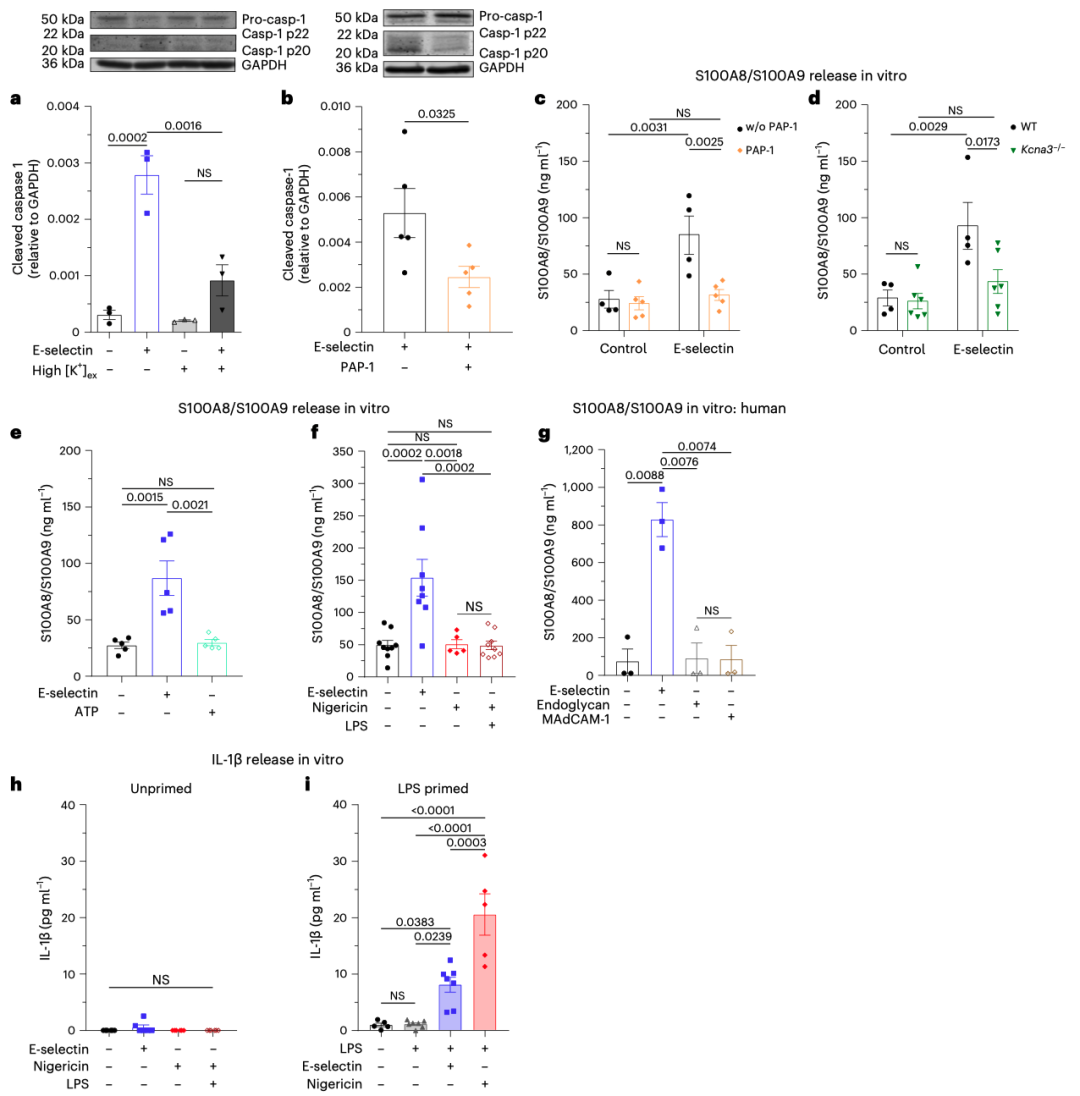 Nature Immunology丨GSDMD 孔的形成调节中性粒细胞中 S100A8/S100A9 的释放 - 知乎