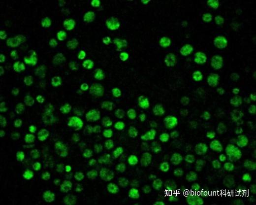 PH敏感荧光探针（BCECF-AM；ANNA） - 知乎
