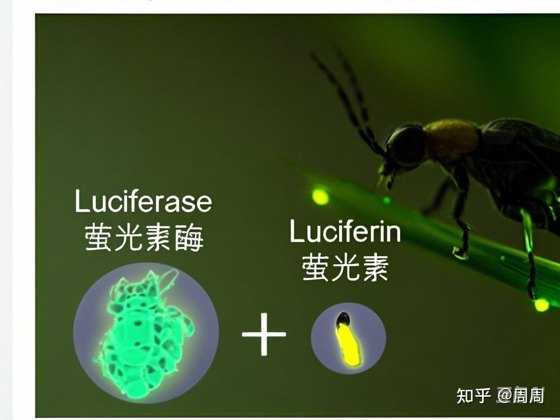 Furimazine 作为标记物的作用机理与合成方法 - 知乎