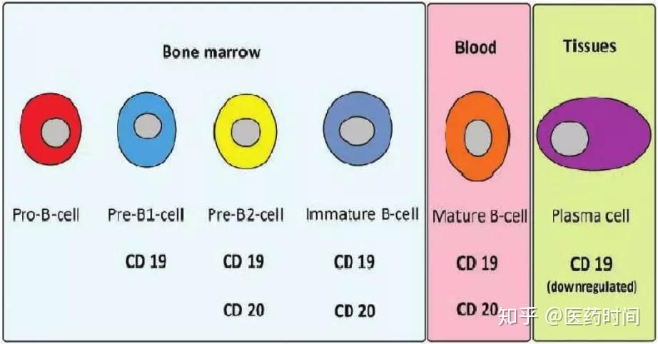 抗CD20单抗的传奇故事：从一代利妥昔到三代阿妥珠 - 知乎