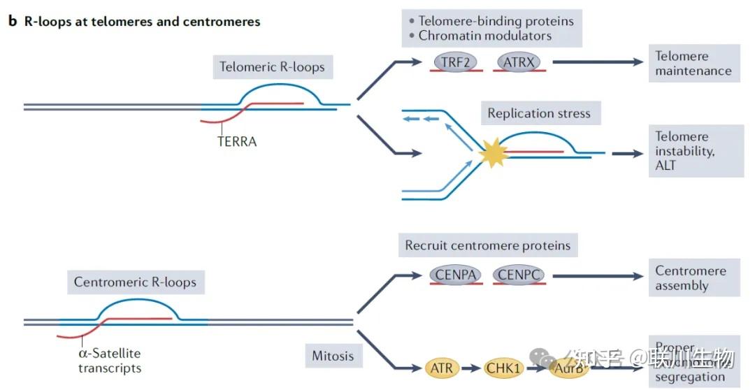 万字综述：R-Loops和RNA-DNA杂合片段的起源、机制及生物学意义 - 知乎