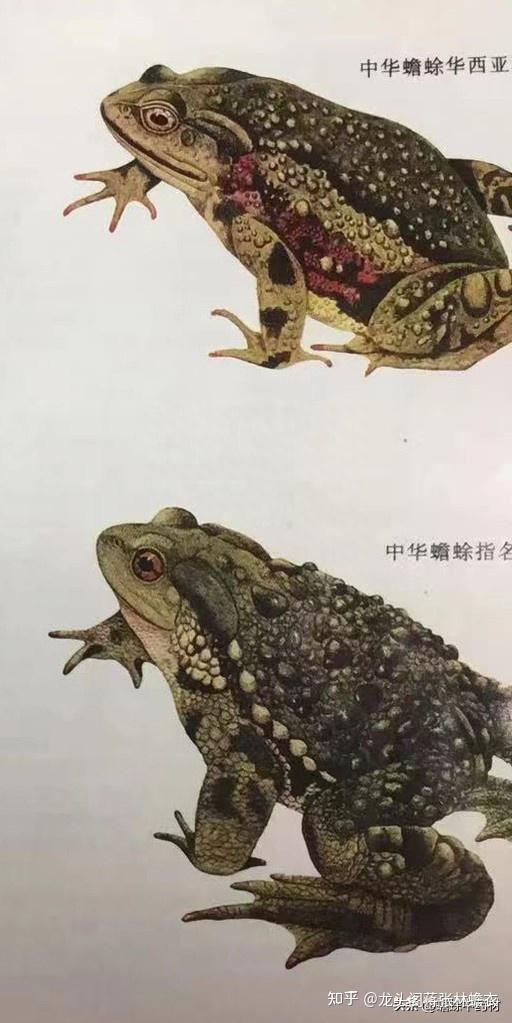 国家野生动物保护资料:我国常见蟾蜍品种分布、体长和生物学特性 - 知乎