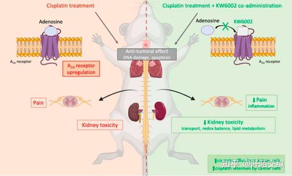 JCI：减少化疗药顺铂副作用（肾损伤和神经性疼痛）的潜在疗法 - 知乎
