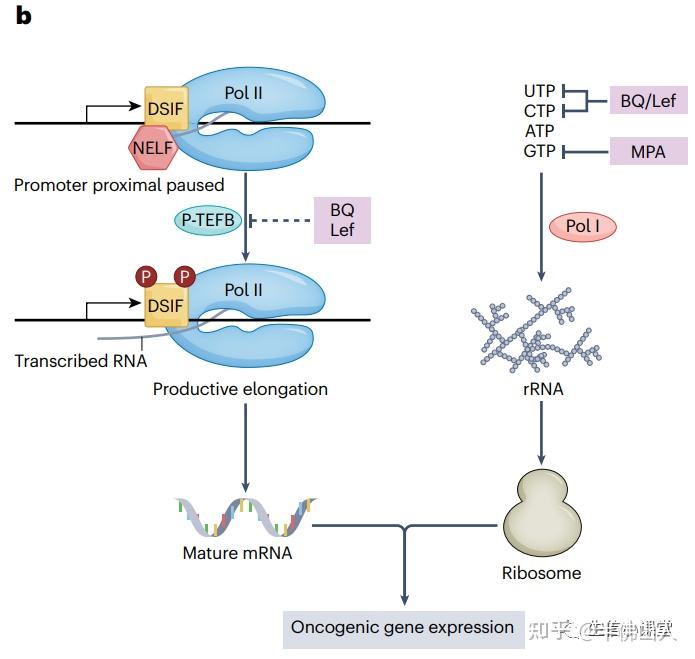 最新70分综述描绘核苷酸代谢在肿瘤中的重要性，一篇高分综述就可以带起一波生信热点！ - 知乎