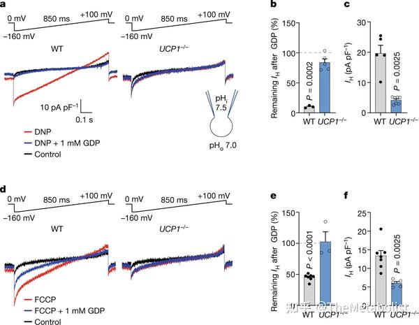 代谢学人--Nature：U，执行A计划！线粒体UCP1/AAC机制大揭秘 - 知乎