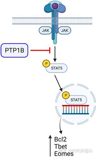 免疫治疗再迎全新靶点: PTP1B初现曙光, 期待进一步临床数据 - 知乎
