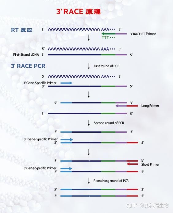 揭开 RACE 技术的神秘面纱 - 知乎