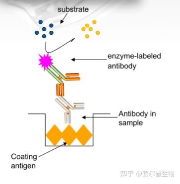WB？IHC？ELISA？如何挑选更合适的免疫学工具？ - 知乎