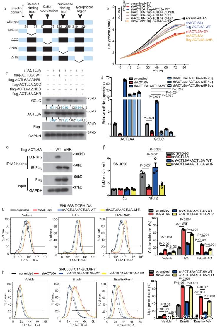 FI 16+铁死亡研究深度解读 | ACTL6A或是胃癌治疗新靶点 - 知乎