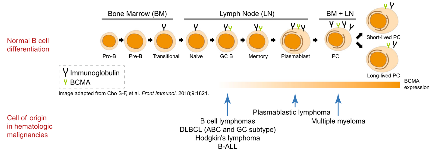 CD3/CD19/BCMA 从肿瘤免疫到自身免疫性疾病的多面利器 - 知乎
