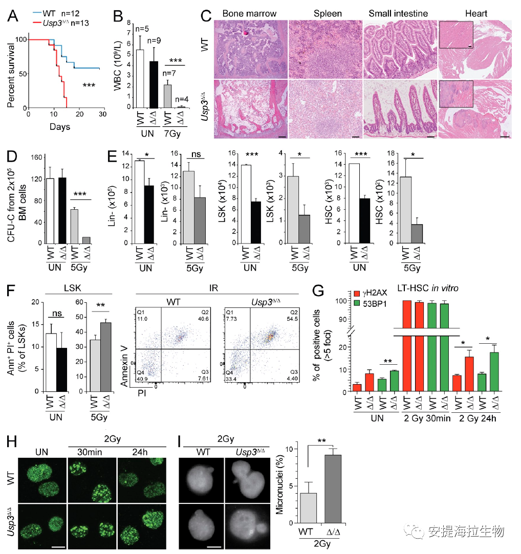 USP3严格调控泛素介导的DNA损伤应答以维持造血干细胞功能的完整性 - 知乎