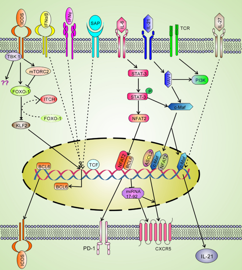Tfh细胞及其相关的细胞因子 - 知乎