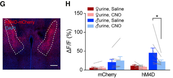 【客户文章】Neuron：中科院发现编码同类雄性特征的神经机制 - 知乎