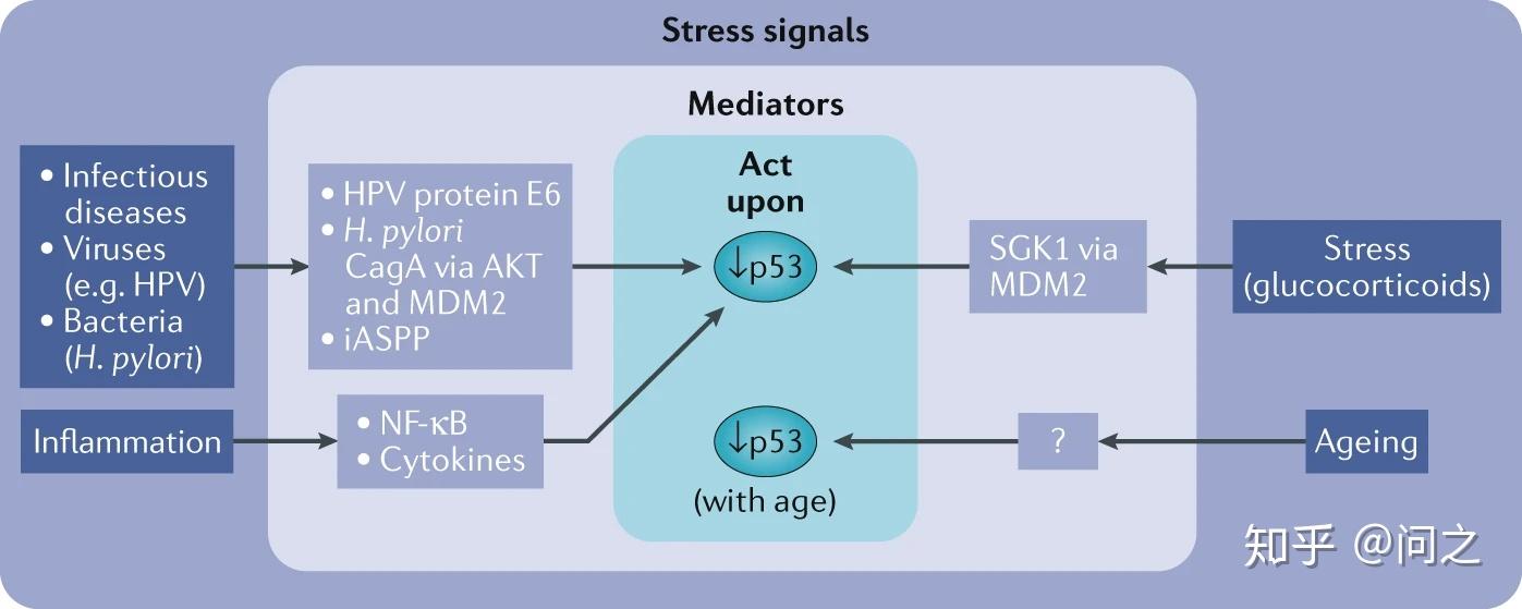 p53: 进化了8亿年的基因——40年的发现 - 知乎