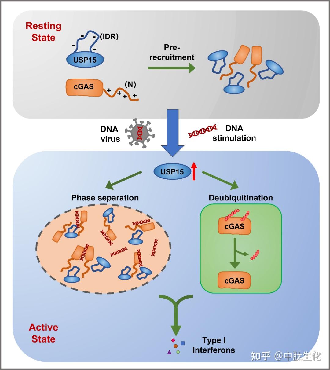 NAR：清华大学尹航团队发现USP15激活cGAS信号通路的双机制 - 知乎