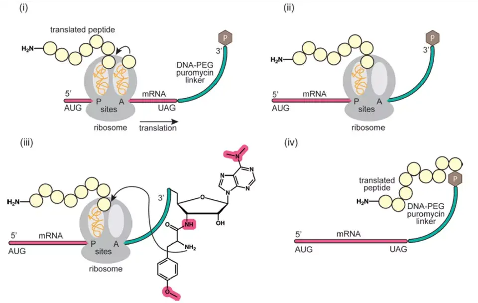 Self Renew专栏｜PeptiDream也深度入局肽-药物偶联物（PDC） - 知乎