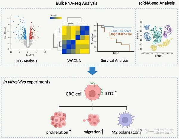 生信分析+实验验证 BST2诱导巨噬细胞M2极化促进结直肠癌进展 - 知乎