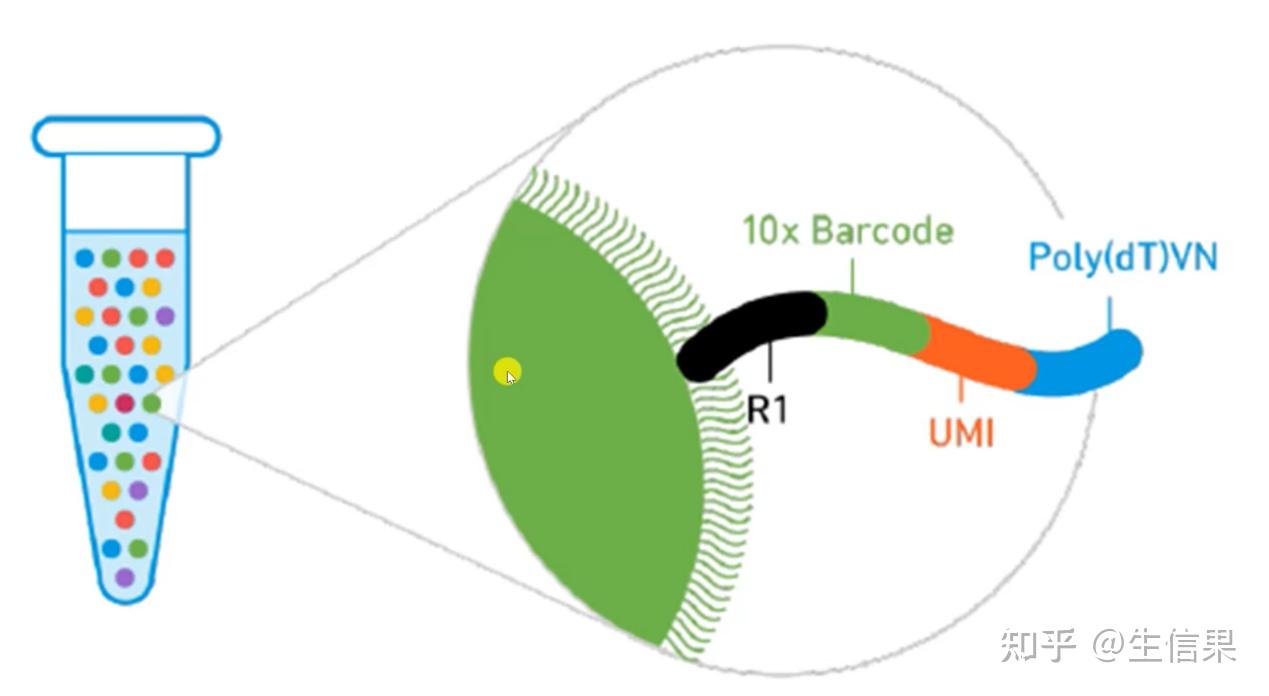 3分钟读懂最受欢迎的单细胞测序平台10×genomics细胞分选，建库及测序 - 知乎
