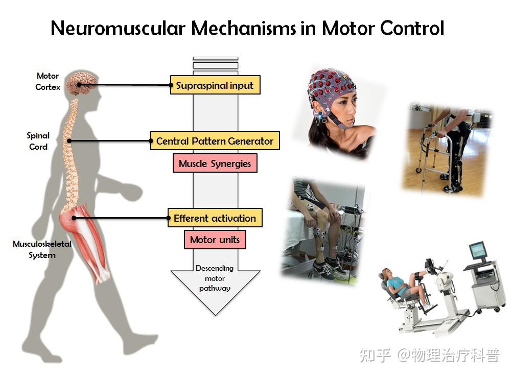 运动系统机制（Motor System Mechanisms） - 知乎