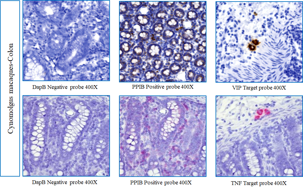 OncoWuXi速递|大动物病理平台 - 知乎