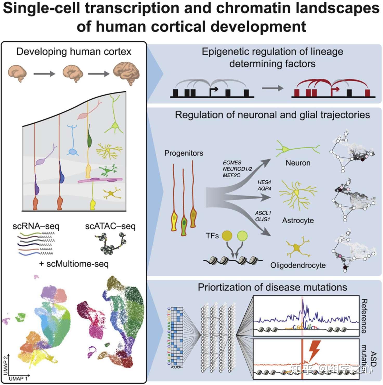 Nat Rev Genet | 如果DNA序列能“说话”？深度学习S2E（序列2表达）模型正在听懂基因组的调控秘密！ - 知乎