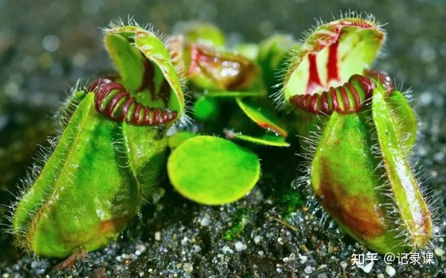 单种科植物有哪些呢？下面来为你盘点一下 - 知乎