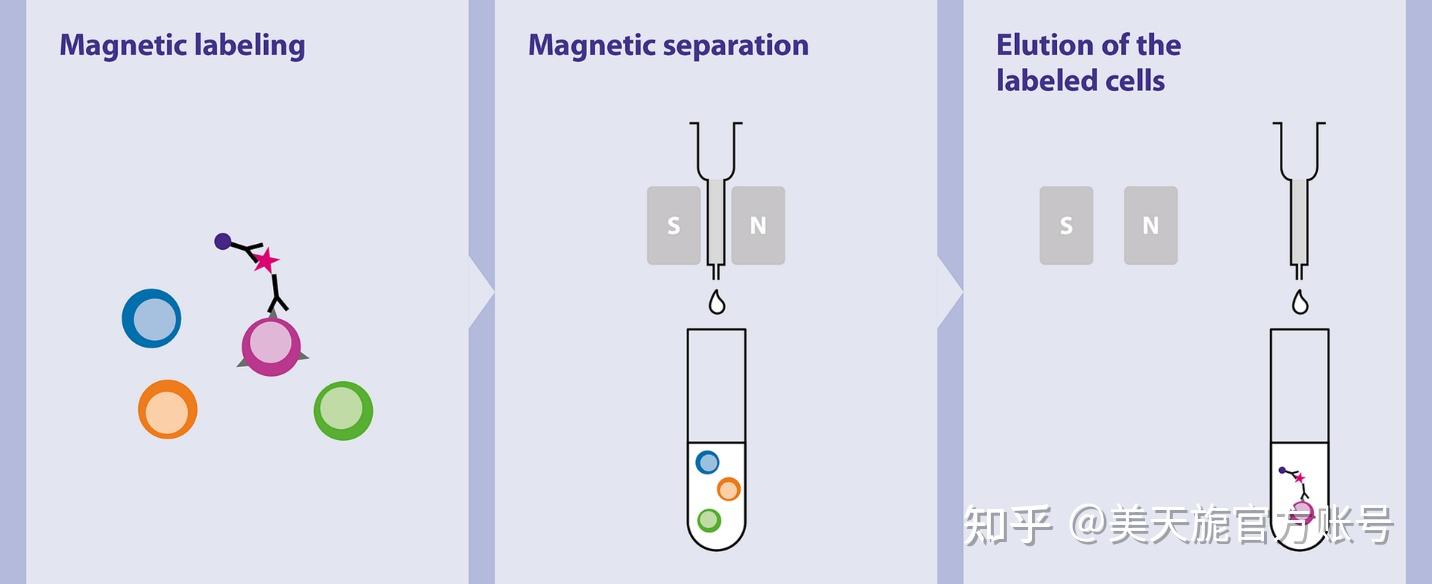 MACS 专栏一：新手必看！细胞磁性分选入门 - 知乎