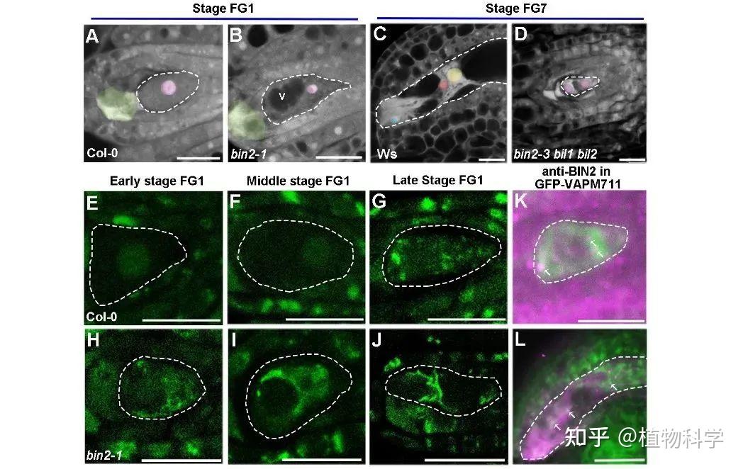Plant Cell | 上海交大林文慧研究组揭示拟南芥雌配子体发育调控新机制 - 知乎