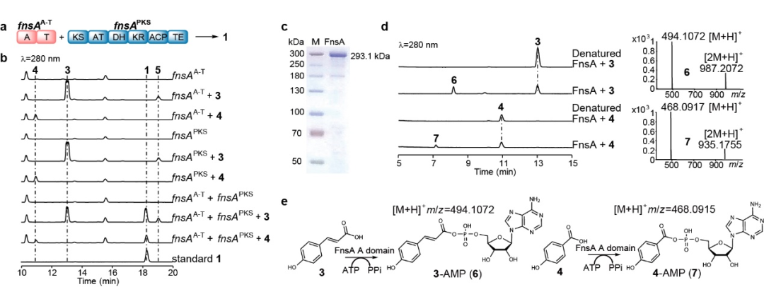 Nat Commun︱尹文兵团队发现真菌合成黄酮柚皮素的新途径 - 知乎