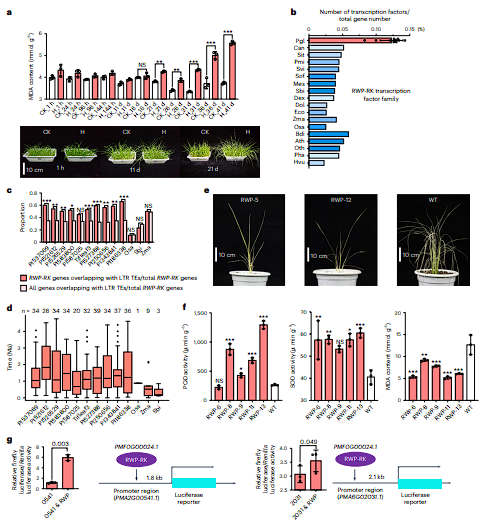 Nat Genet︱四川农业大学黄琳凯团队发现：首个牧草（美洲狼尾草）图形泛基因组揭示耐热新机制 - 知乎