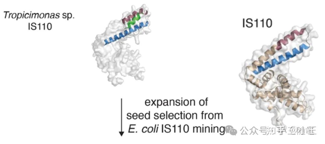 张锋发现新RNA引导系统TIGR-Tas：挖掘详述 - 知乎