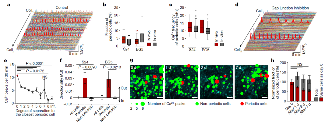 Nature | 神经胶质瘤网络的自主节律活动驱动脑瘤生长 - 知乎