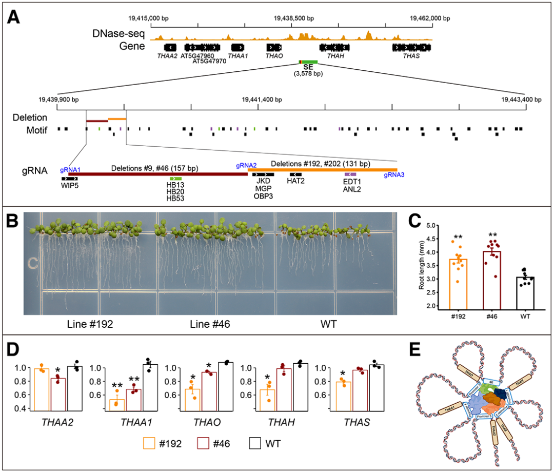 PANS | 蒋继明、孟凡立等合作首次鉴定到植物超级增强子 - 知乎