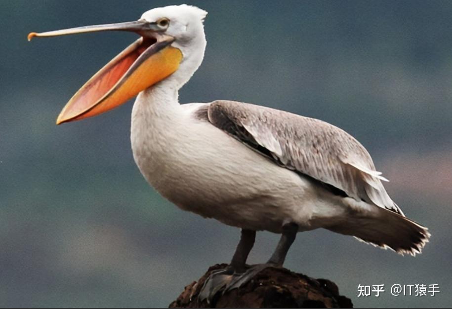 多目标优化算法：多目标鹈鹕优化算法（Multiple Objective Pelican Optimization Algorithm ，MOPOA）提供MATLAB代码 - 知乎