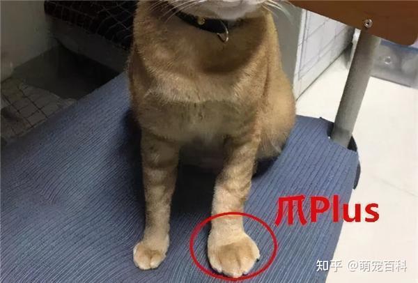 看完这些被蜜蜂蛰到变形的猫咪照片，我发出了鹅笑声 知乎