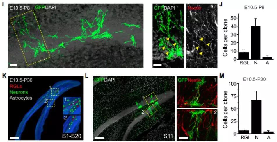 专家盛赞Cell | 神仙眷侣破解海马神经再生的“前世今生” - 知乎