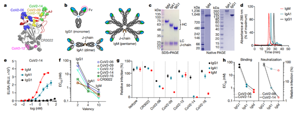 IgM抗体药物的发展 - 知乎