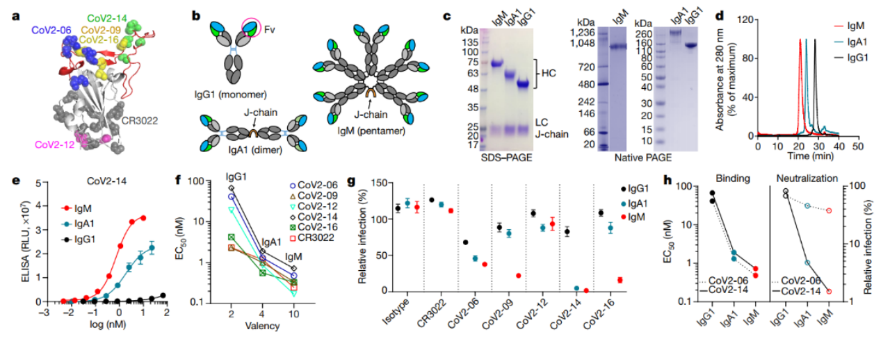 IgM抗体药物的发展 - 知乎