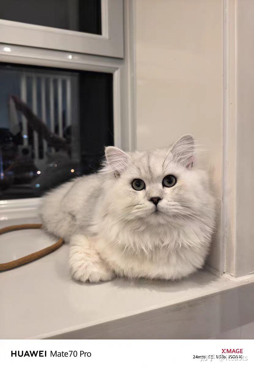 华为Mate 70 Pro与荣耀Magic7 Pro对比 - 知乎