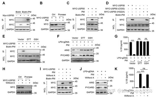 扁蒴藤素通过选择性自噬调节AIM2-PYCARD/ASC的稳定性来抑制AIM2炎症小体缓解肌腱病 - 知乎