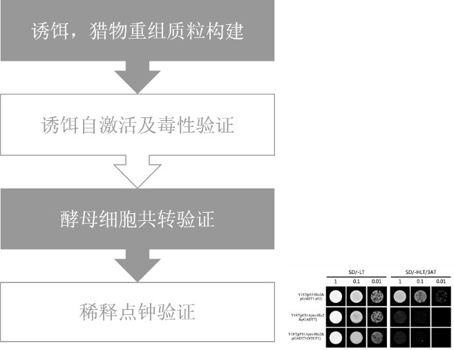 干货！如何验证转录因子与靶基因启动子互作？ - 知乎