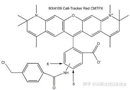 一种荧光染料Cell-Tracker Red CMTPX，具有很好的细胞相容性 - 知乎