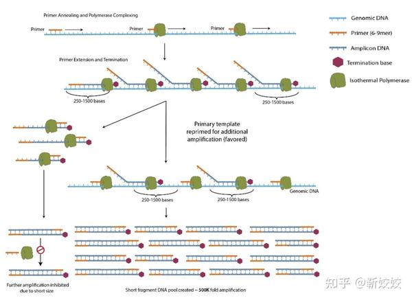 一文了解单细胞全基因组测序之PTA技术 - 知乎